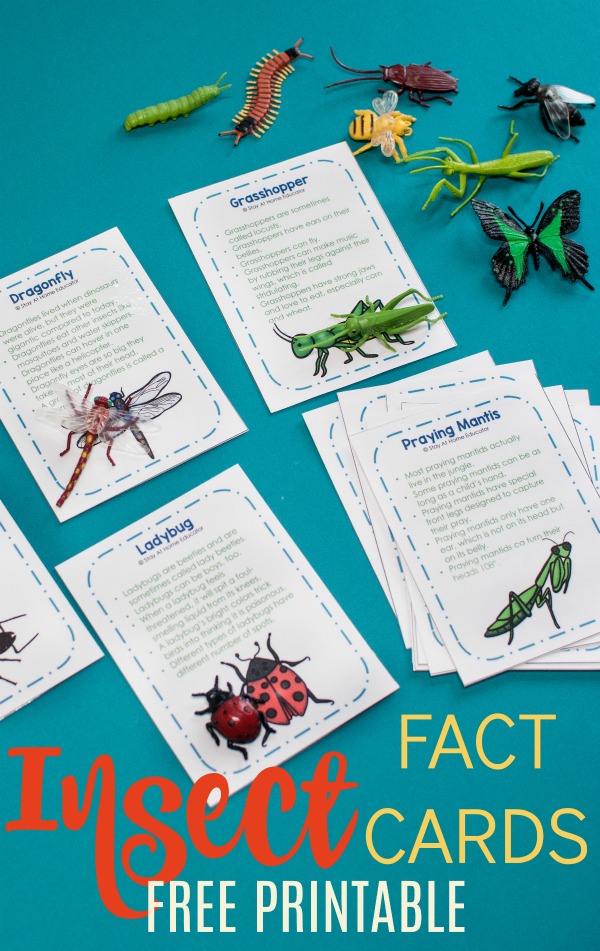 How To Teach Cool Bug Facts In A Preschool Insect Theme