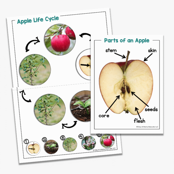 Apple Science Preschool Lesson Plans - Stay At Home Educator
