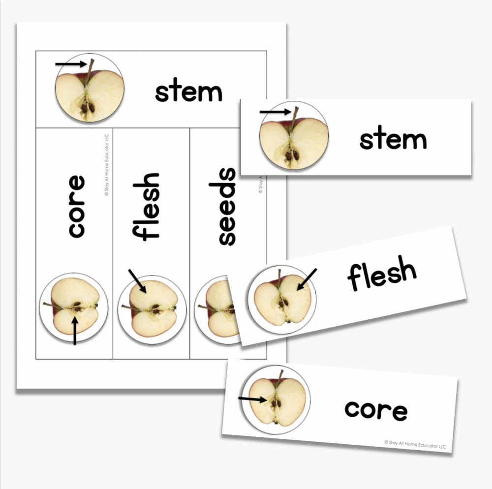 Apple Science Preschool Lesson Plans - Stay At Home Educator