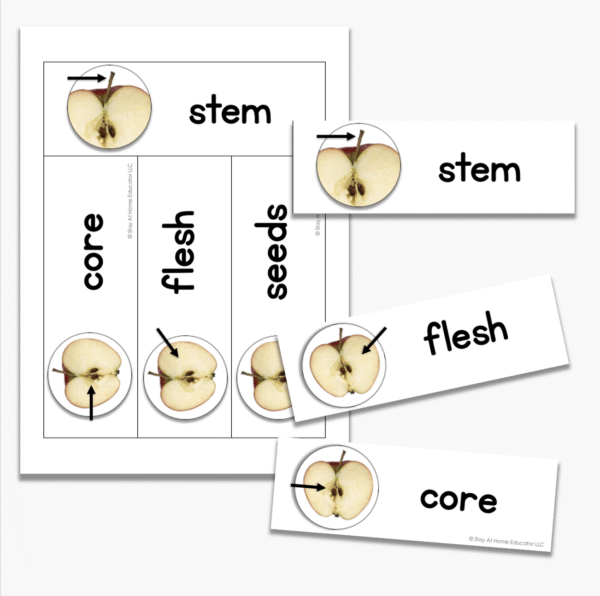 Apple Science Preschool Lesson Plans - Stay At Home Educator